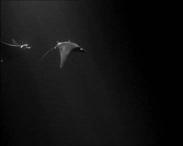 Ocean Fish Animated Gifs Underwater Amazing Pictures