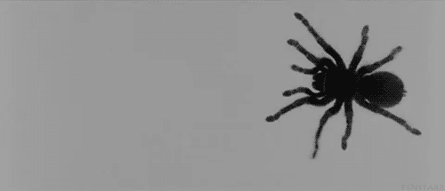 Awesome Animated Spider Gifs at Best Animations