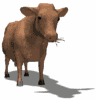 Funny Cow Animated Gifs - Best Animations