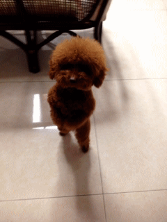 Adorable Animated Puppy Gifs - Best Animations