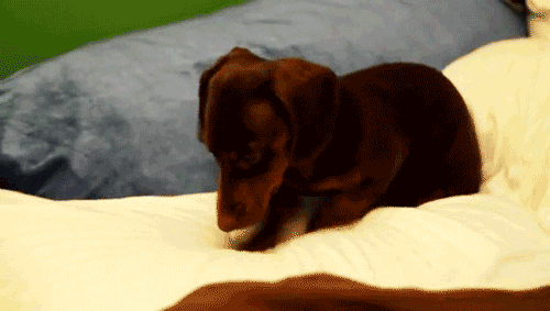 Adorable Animated Puppy Gifs - Best Animations