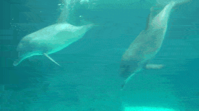 Amazing Animated Dolphin Gifs at Best Animations