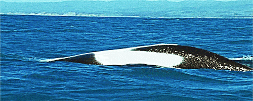 Orca Jumping Gif