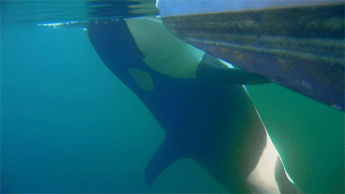 Animated Killer Whale