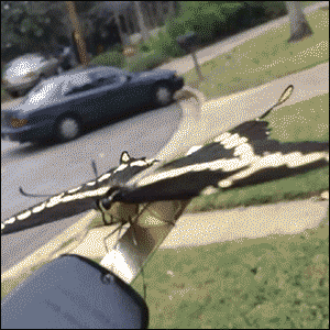Key Animated Gifs Best Animations