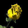 22 Amazing Roses Animated Gifs at Best Animations