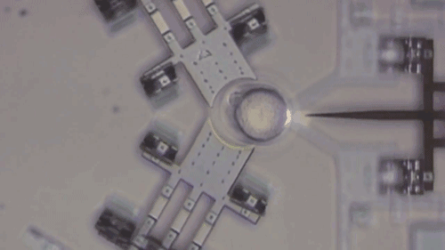 Gene Therapy Animation