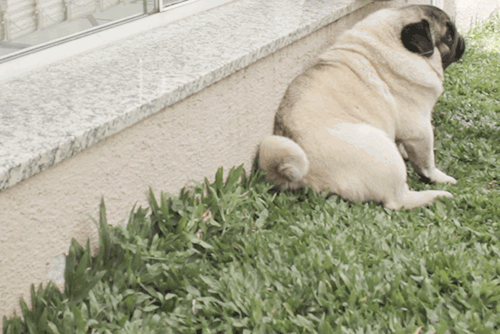 Cutest Pug Animated Gif Pics
