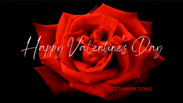 Valentines Day Red Rose Gif
